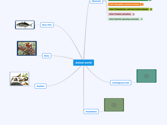 Animal world - Mind Map